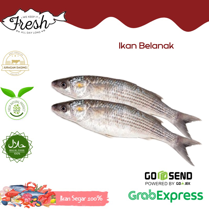 Jual IKAN BELANAK FRESH 1kg | Shopee Indonesia