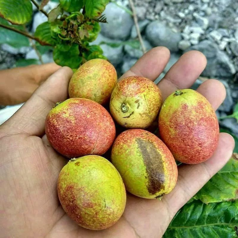 Jual Bibit Matoa Super BATANG BESAR Tinggi 1 Meter Cepat Berbuah ...