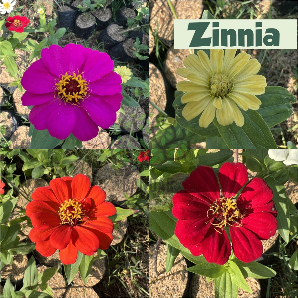 Jual Zinnia Zahara Tanaman Bunga Hias Unik Tanaman Hias Teras Rumah ...
