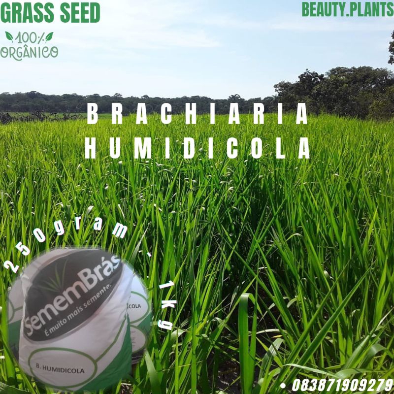 Jual ASLI GRASS SEED - Rumput brachiara humidicola premium ( rendle ...