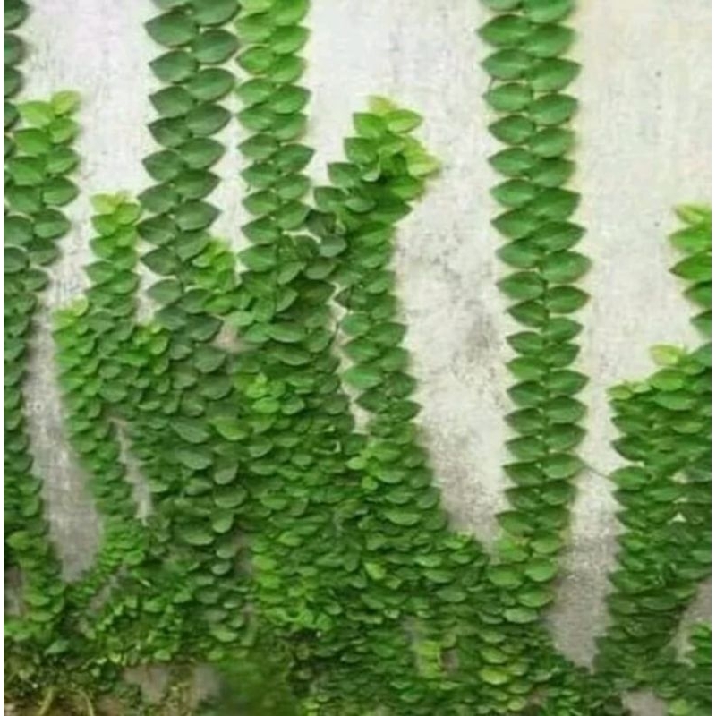 Jual Tanaman Dolar rambat / ficus pumila | Shopee Indonesia