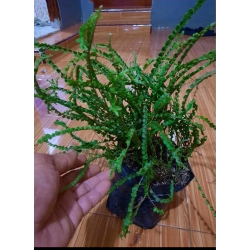 Jual Tanaman pakis kancing lemon/ nephrolepis cordifolia button ...