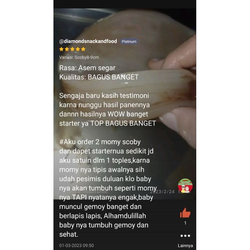 Jual BIBIT SCOBY JAMUR KOMBUCHA ORGANIC TEA | Shopee Indonesia