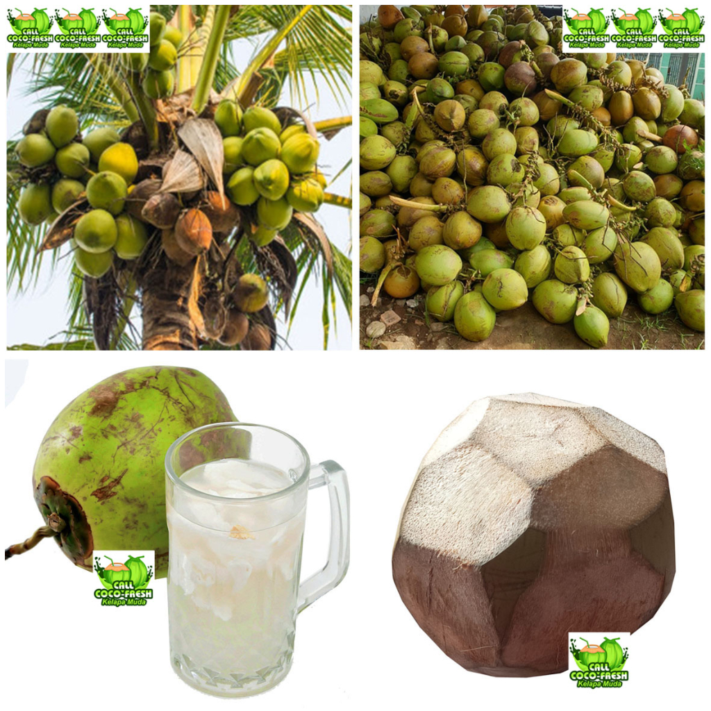 Jual KELAPA MUDA SEGAR ADA ISINYA PER BATOK/Kelapa muda utuh butir ...