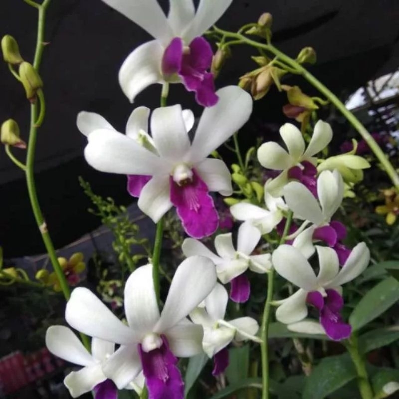 Jual bibit Anggrek Dendrobium New Wonleng Dewasa | Shopee Indonesia