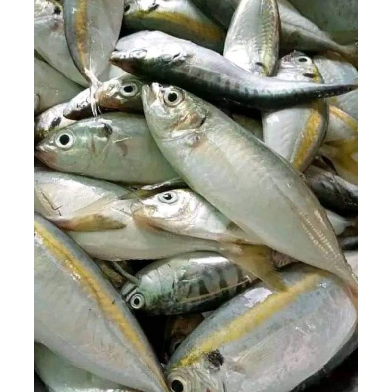 Jual IKAN SELAR 1 Kg | Shopee Indonesia