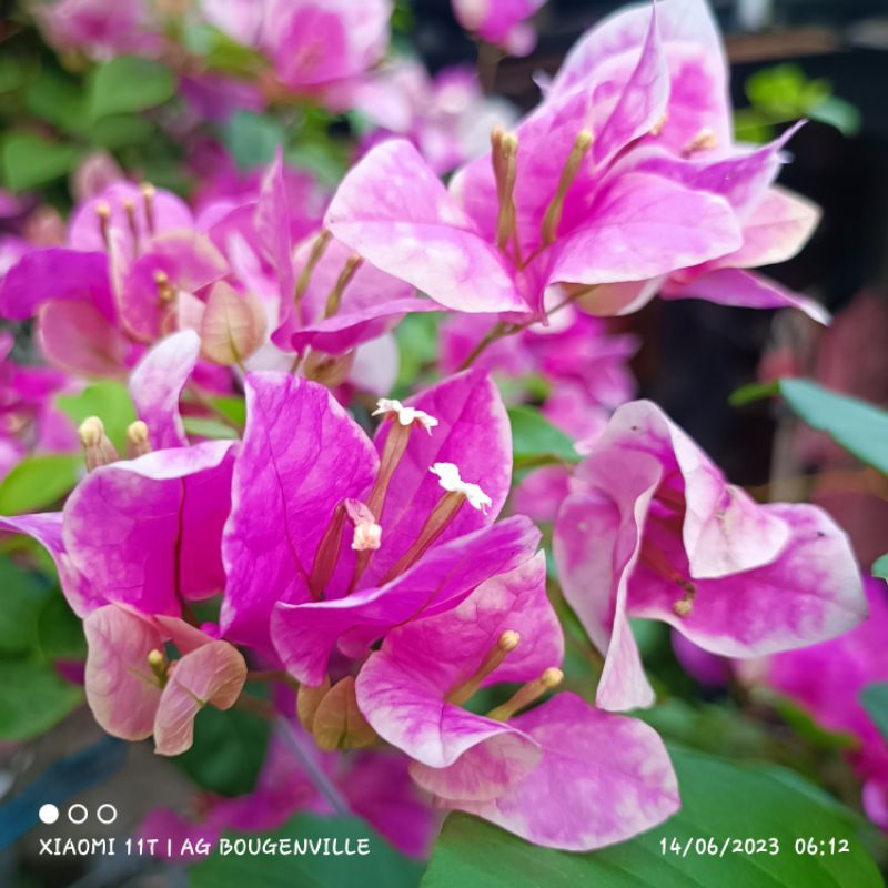 Jual BUNGA BOUGENVILLE ID ice cream sakura ( STEK ORI) | Shopee Indonesia