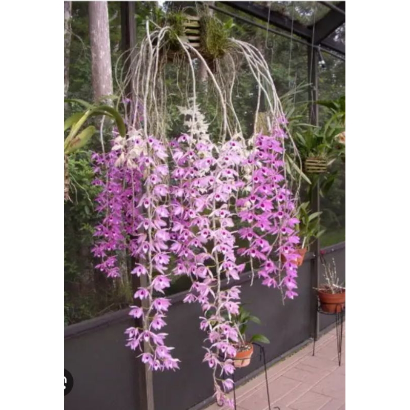Jual dendrobium anosmum bunga wangi | Shopee Indonesia