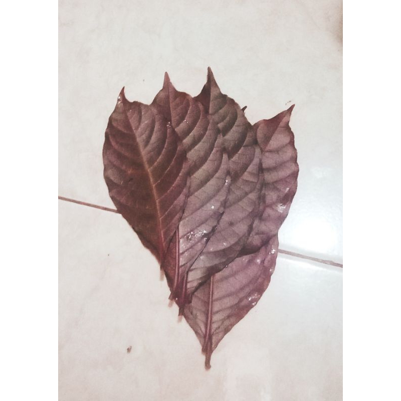 Jual Daun handeuleum, 20 lembar daun ungu | Shopee Indonesia