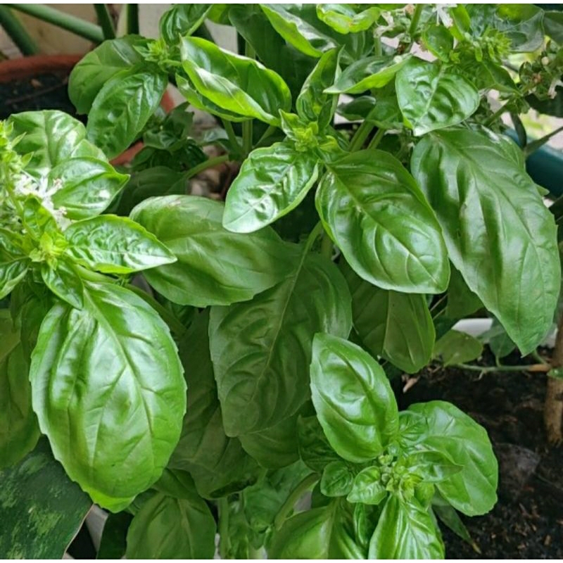 Jual tanaman rempah basil | Shopee Indonesia