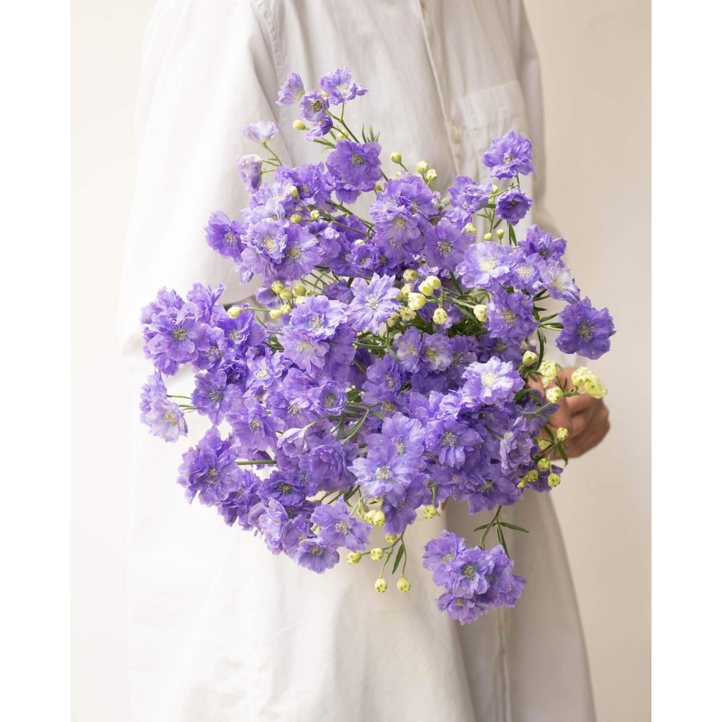 Jual 10 Benih Biji Bunga Delphinium Import SP Lavender Sapphire ...