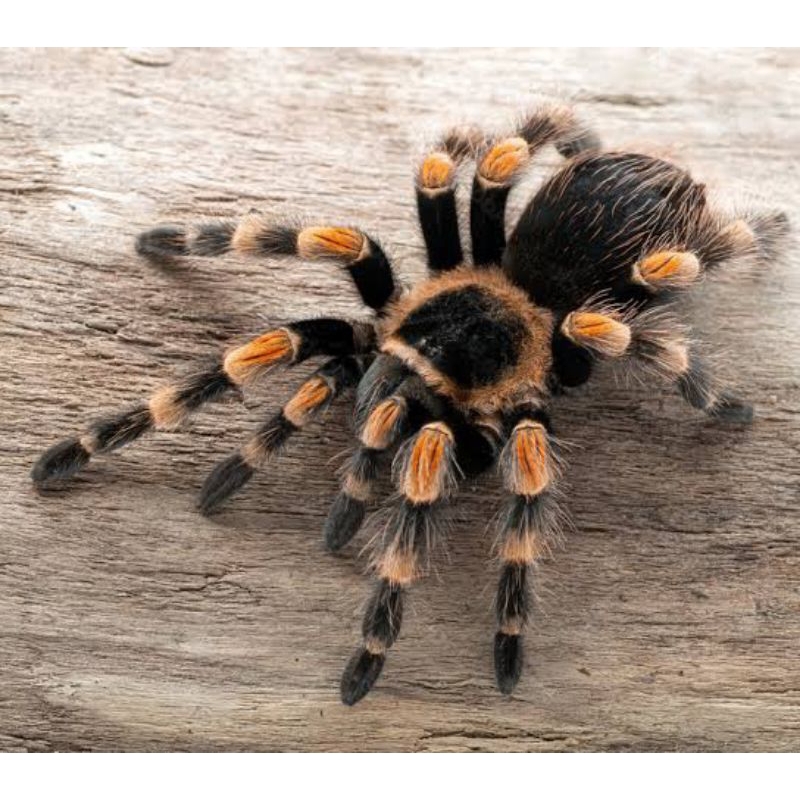 Jual Tarantula Brachypelma Hamorii | Shopee Indonesia