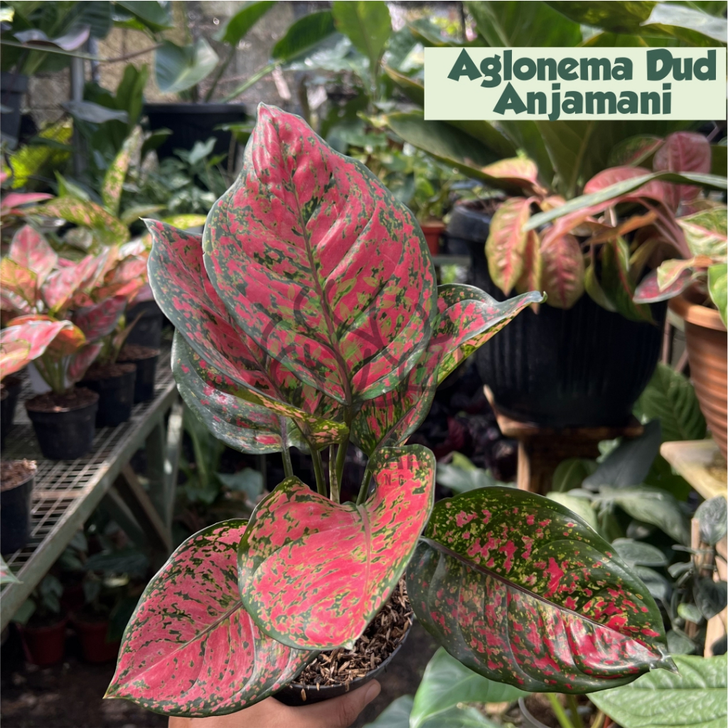 Jual Aglonema Dud Anjani Daun RImbun Besar Tanaman Hias Rumah Tanaman ...