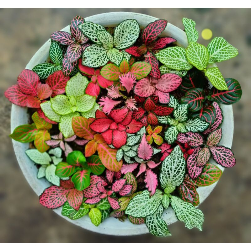 Jual Fittonia / fitonia hiasan terrarium / aquascape / paludarium ...