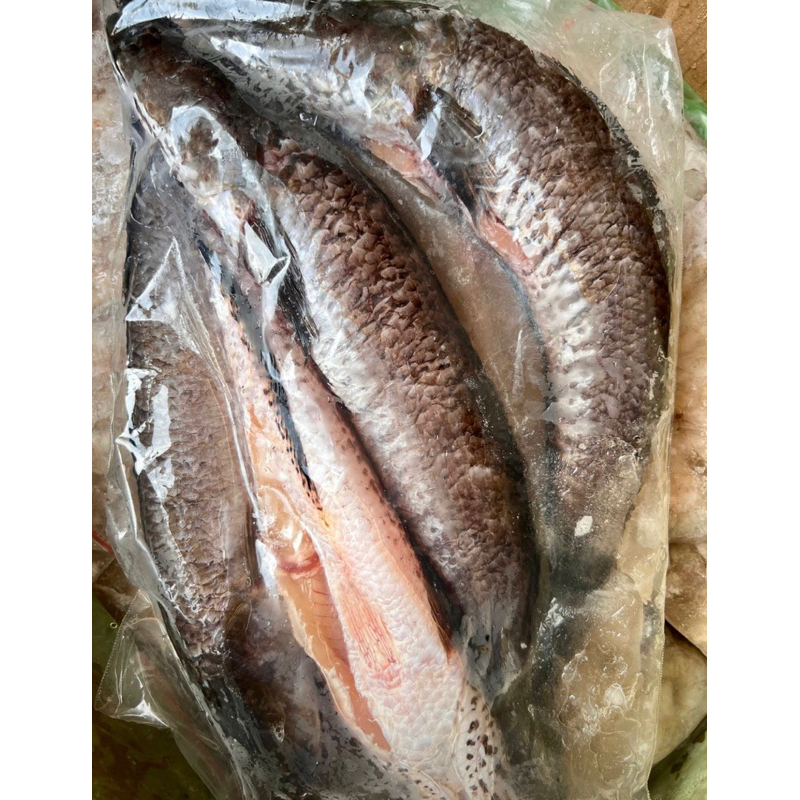 Jual Ikan Gabus Berasih -+ 1 Kg | Shopee Indonesia