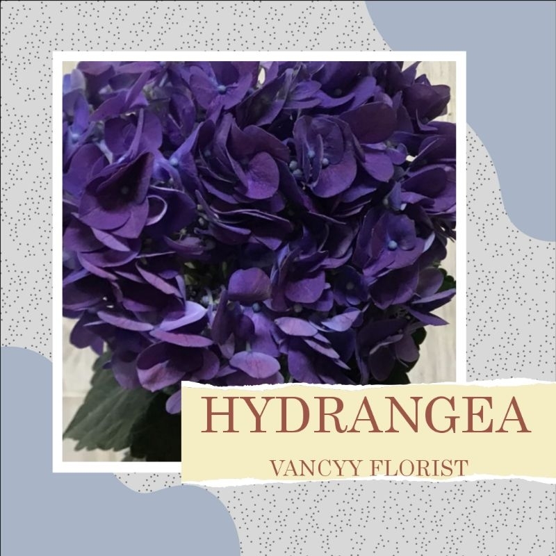 Jual Bunga Hydrangea Fresh Pertangkai / Bunga Hydrangea Vancyy Florist ...
