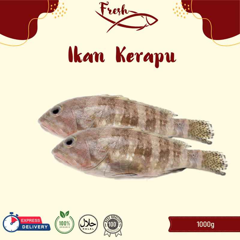 Jual IKAN KERAPU FRESH 1kg | Shopee Indonesia