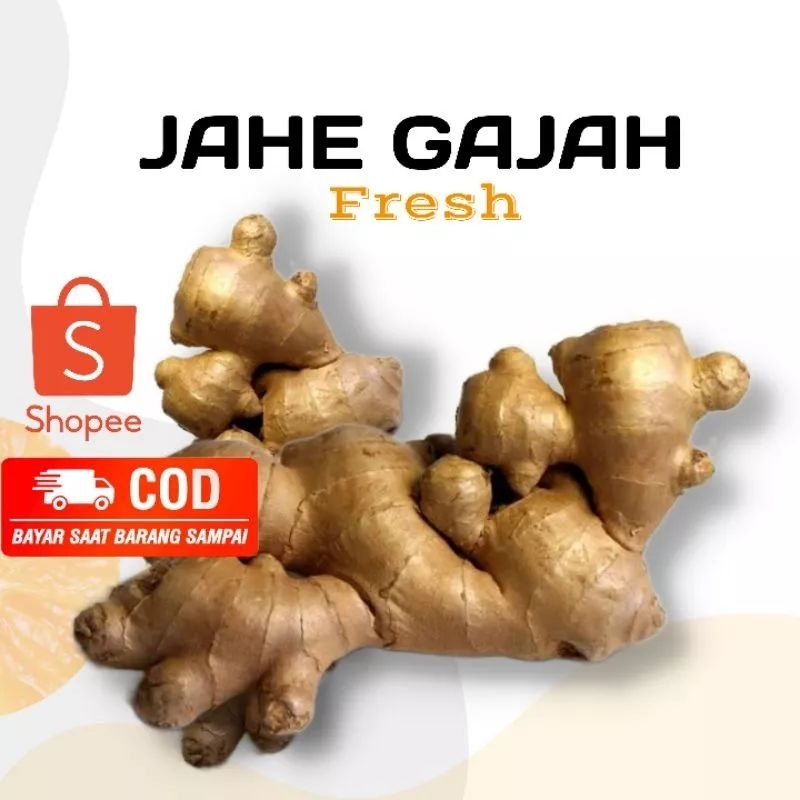 Jual Jahe Gajah / Jahe Putih / Jahe Gajah Fresh 1Kg | Shopee Indonesia Jual Jahe Gajah / Jahe Putih / Jahe Gajah Fresh 1Kg | Shopee Indonesia