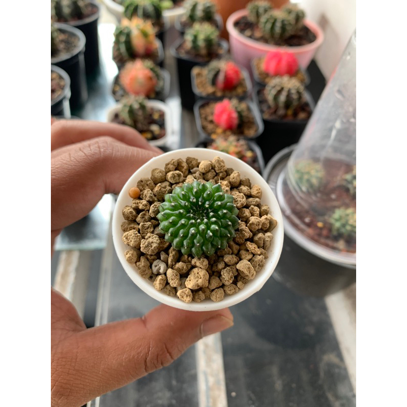 Jual kaktus gymno cristata inermis | Shopee Indonesia