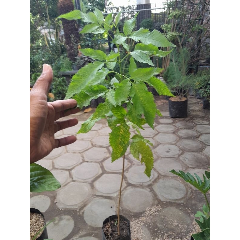 Jual bibit bunga tecomaria | Shopee Indonesia