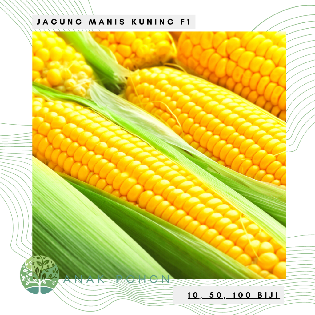 Jual Benih Bibit Biji - JAGUNG MANIS Kuning Premium F1 Super Sweet ...