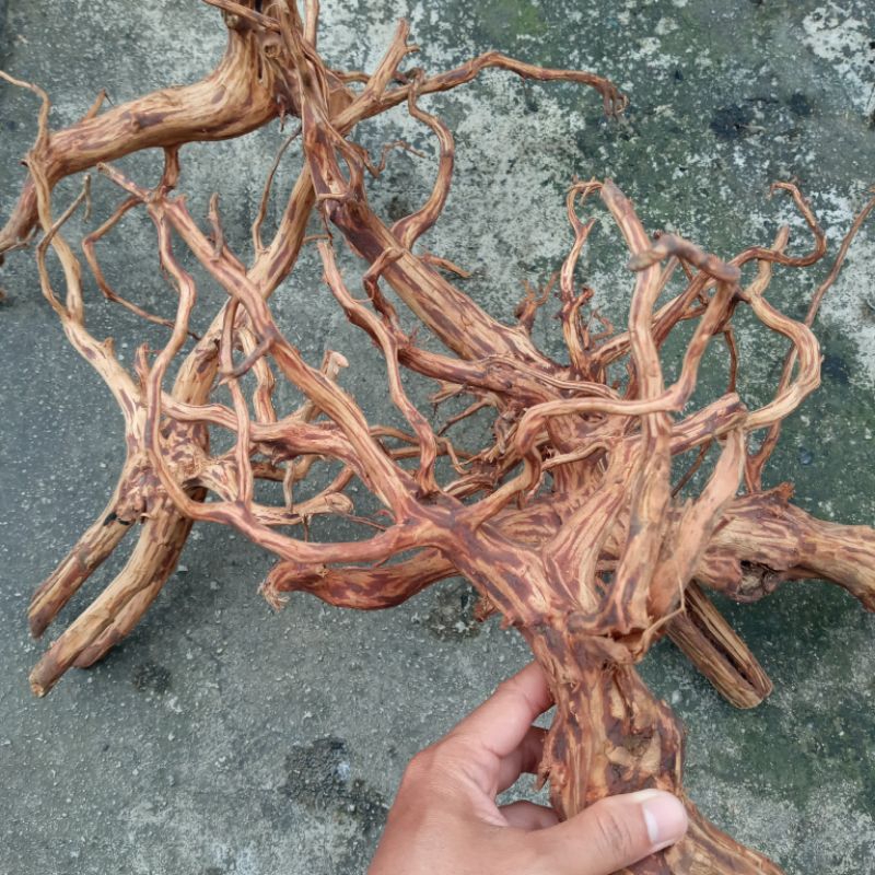 Jual Akar Kayu Rasamala Dekorasi Hiasan Aquarium Aquascape | Shopee ...