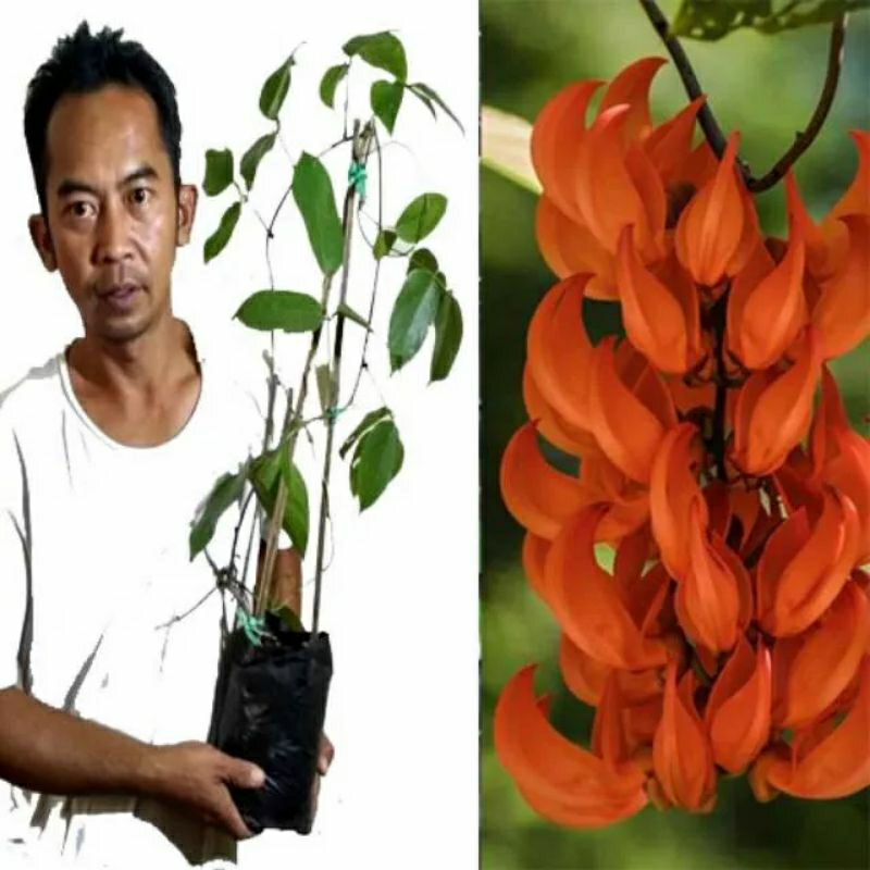 Jual Bibit flame of irian merah api dan hijou toska. | Shopee Indonesia