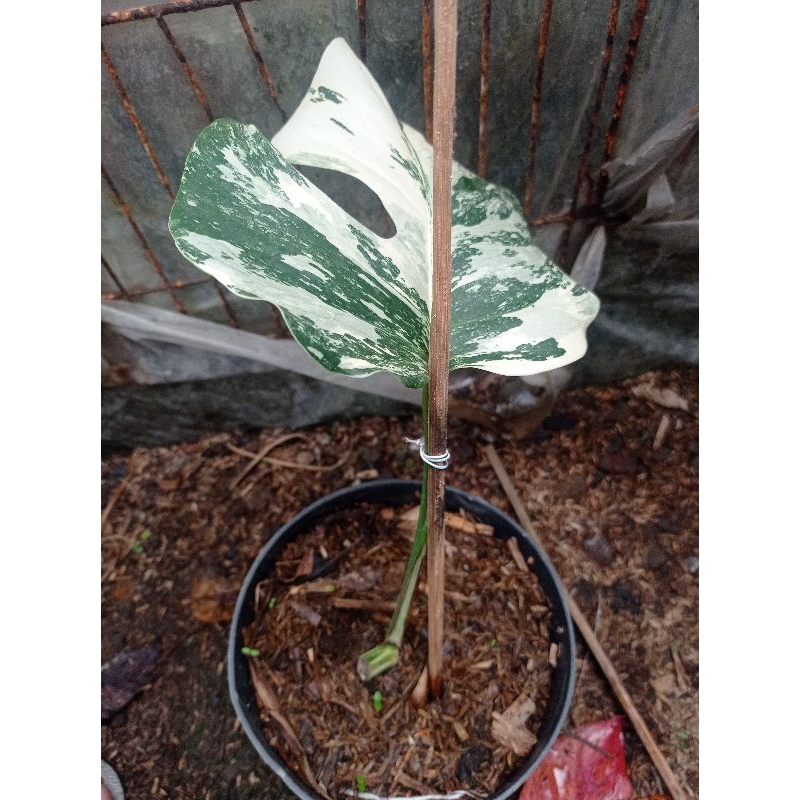 Jual monstera varigata | Shopee Indonesia