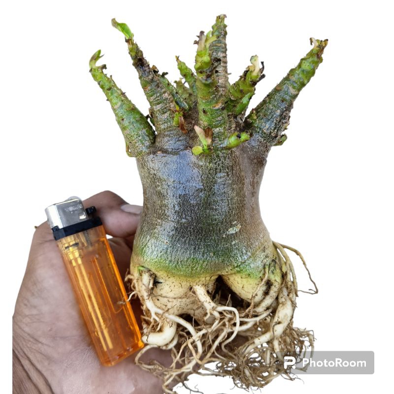 Jual Adenium ID. KALAMAE ( Black Skin ) | Shopee Indonesia