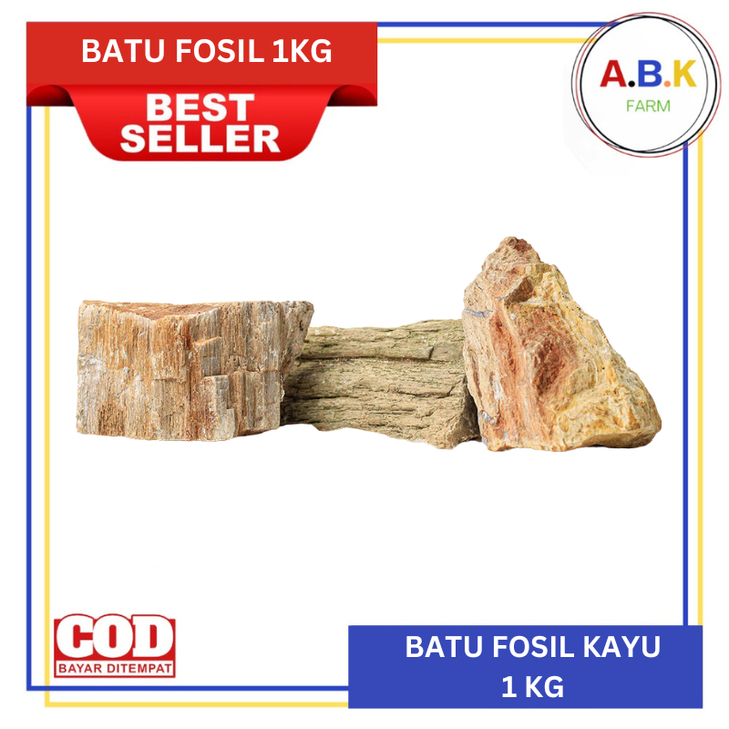 Jual BATU FOSIL KAYU AQUASCAPE AQUARIUM | Shopee Indonesia