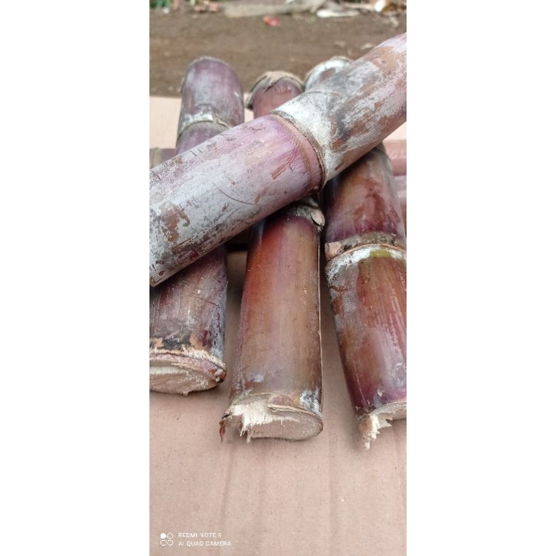 Jual batang tebu merah per 1 kg | Shopee Indonesia