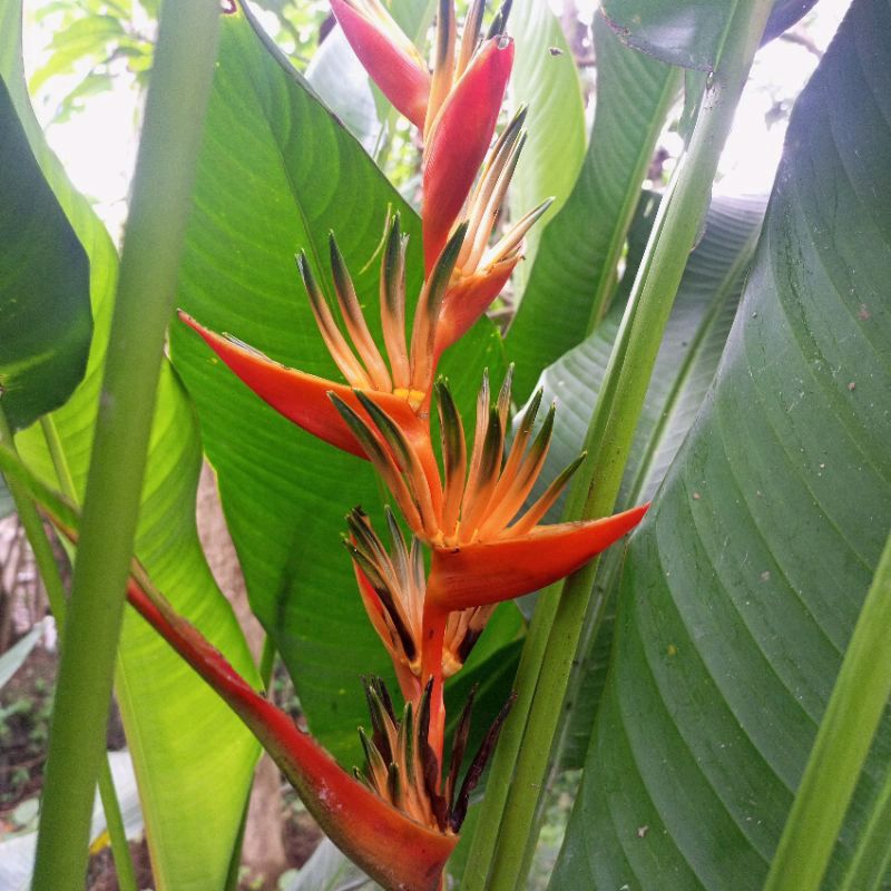 Jual Bunga Pisang Pisangan Heliconia Thai Tanaman Hias Bibit Kembang ...