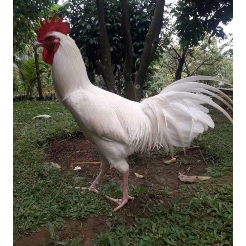 Jual Jago Pacek Ayam Pelung Putih dan Warna Standar Jumbo Tukang Kawin ...