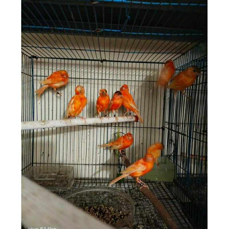 Jual BURUNG KENARI MERLOK MERAH LOKAL | Shopee Indonesia
