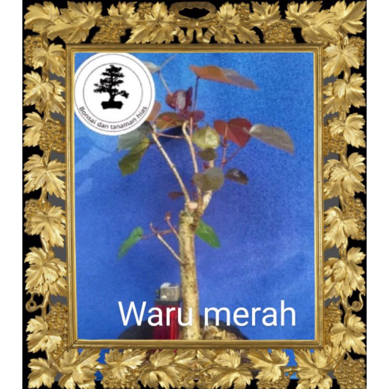 Jual Bahan Bonsai Waru Merah | Shopee Indonesia