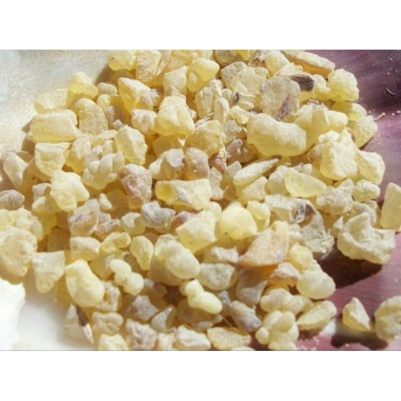 Jual LUBAN DAKAR MUSTAKI DUPA BUKHUR KEMENYAN PREMIUM ARAB FRANKINCENSE ...