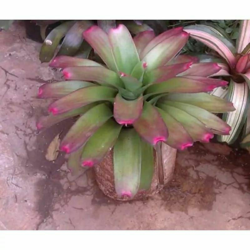 Jual Tanaman bromelia lipstik hijau ping ukuran besar | Shopee Indonesia