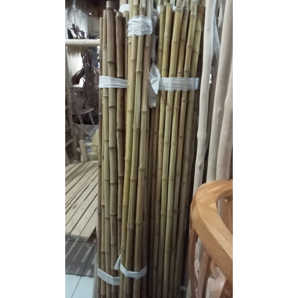 Jual BAMBU POLOS 2 METER DIAMETER BESAR HARGA PERBATANG DEKORASI RUMAH ...