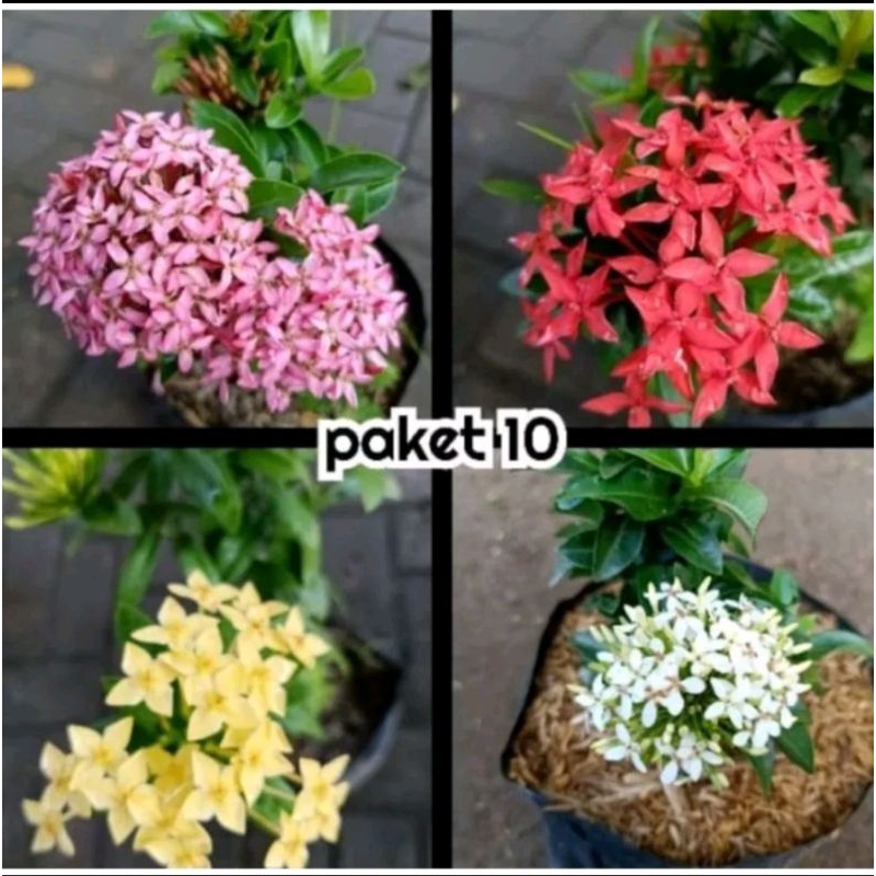 Jual 1 paket Bunga asoka berbunga (merah.kuning.putih.pink) | Shopee ...