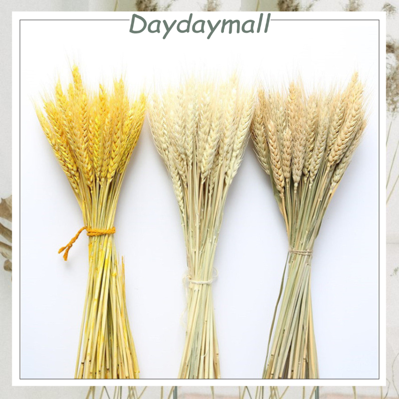 Jual Padi Kering Artificial Bunga Kering Hias Dekorasi Buket Flower ...