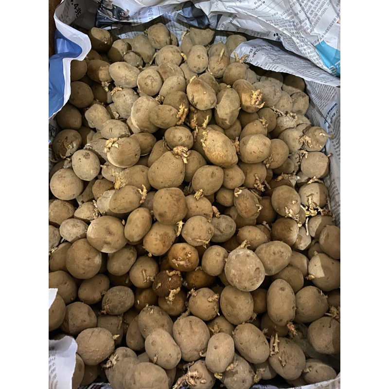 Jual benih kentang G2 size sedang harga promo 1kg | Shopee Indonesia