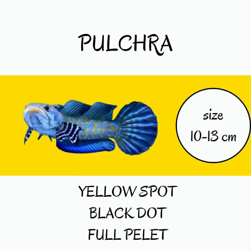 Jual pulcra yellow spot black dot Grade a++ 10-12cm | Shopee Indonesia