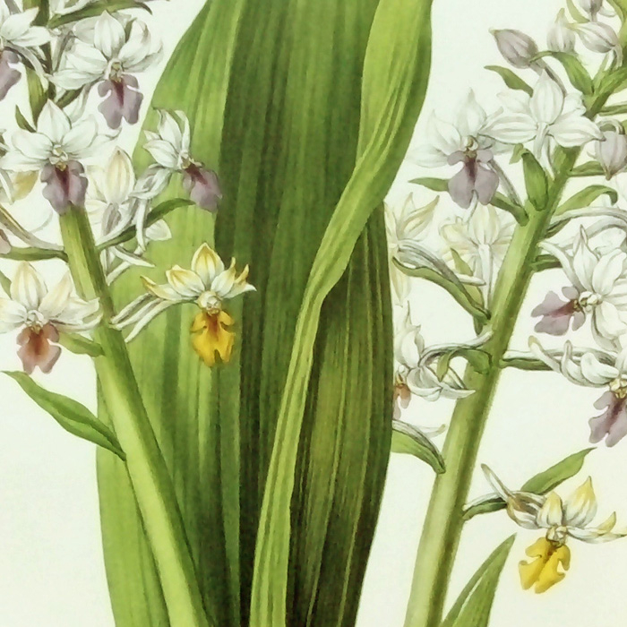 Jual Botanical Illustration Lukisan Anggrek Calanthe Versicolor ...