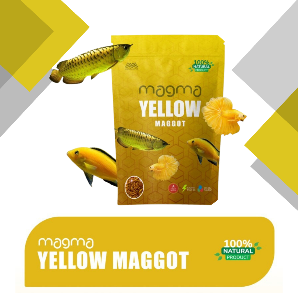 Jual 𝐘𝐄𝐋𝐋𝐎𝐖 𝐌𝐀𝐆𝐆𝐎𝐓 𝐆𝐑𝐀𝐃𝐄 𝐀+ 𝐏𝐑𝐄𝐌𝐈𝐔𝐌 𝐌𝐀𝐆𝐎𝐓 𝐏𝐀𝐊𝐀𝐍 𝐊𝐎𝐈 𝐂𝐇𝐀𝐍𝐀 𝐂𝐀𝐍𝐀 𝐈𝐊𝐀𝐍 ...