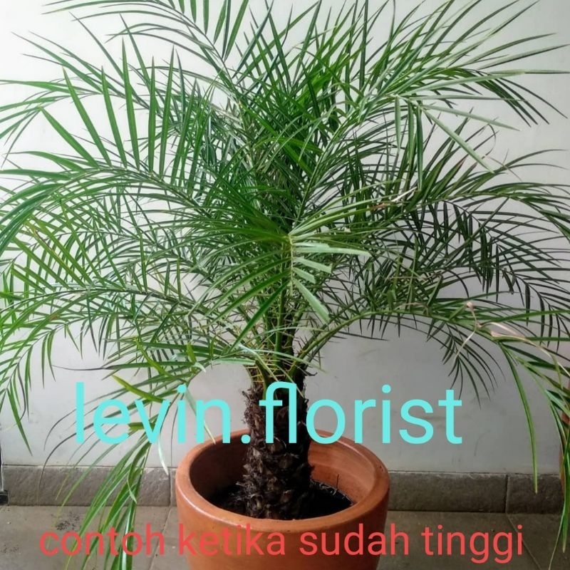 Jual Phoenix roebelenii /Palem phoenix / palm phonix ponik bibit ...