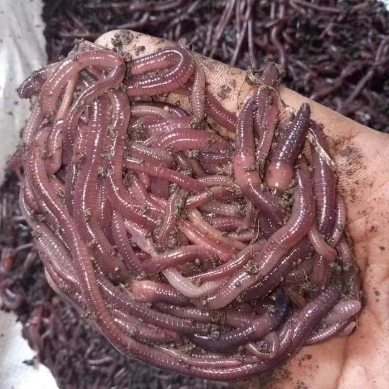Jual 250 GRAM Cacing Merah Cacing Anc Cacing Tanah | Shopee Indonesia