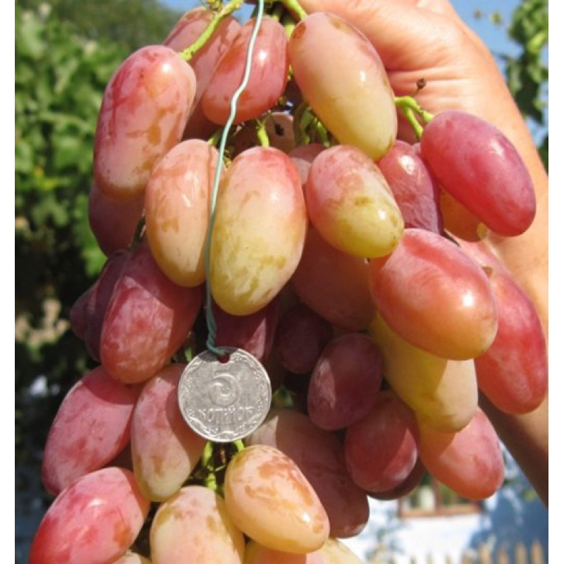 Jual Dixon Tanaman Anggur Import Ukuran Berry Terbesar | Shopee Indonesia