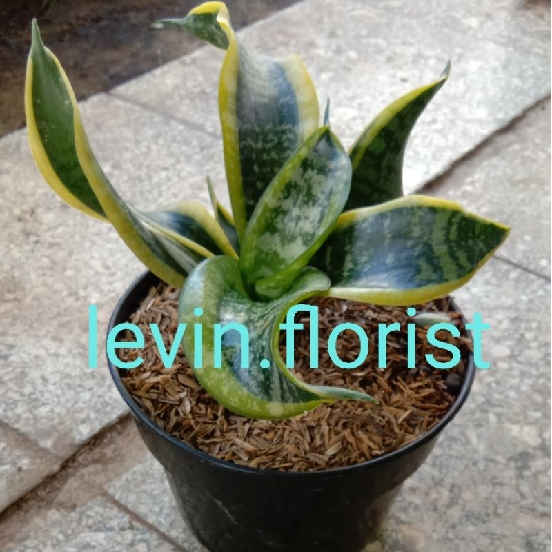 Jual Sansevieria twister / sansivieria sansivera lidah mertua bibit ...