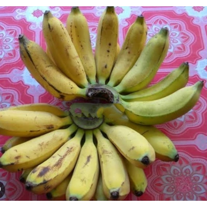 Jual RAJANYA PISANG . PISANG RAJA di kirim yang setengah matang harga ...