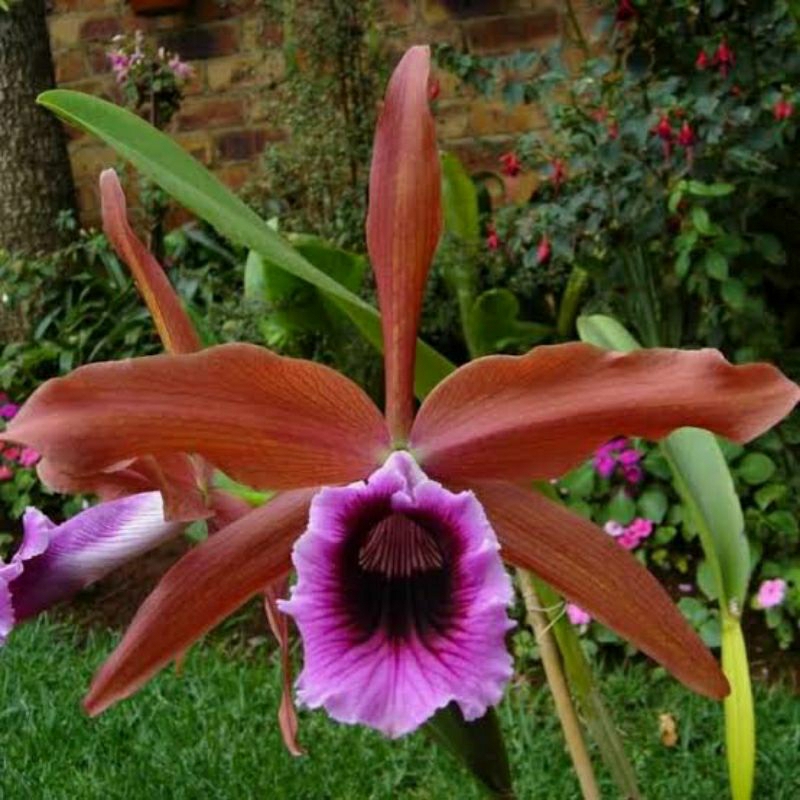 Jual Anggrek cattleya species Laelia Tenebrosa | Shopee Indonesia